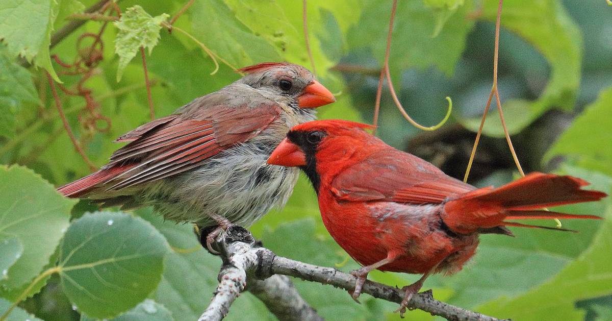Popular Bird Species in Albany, NY: Where & When to Find Them