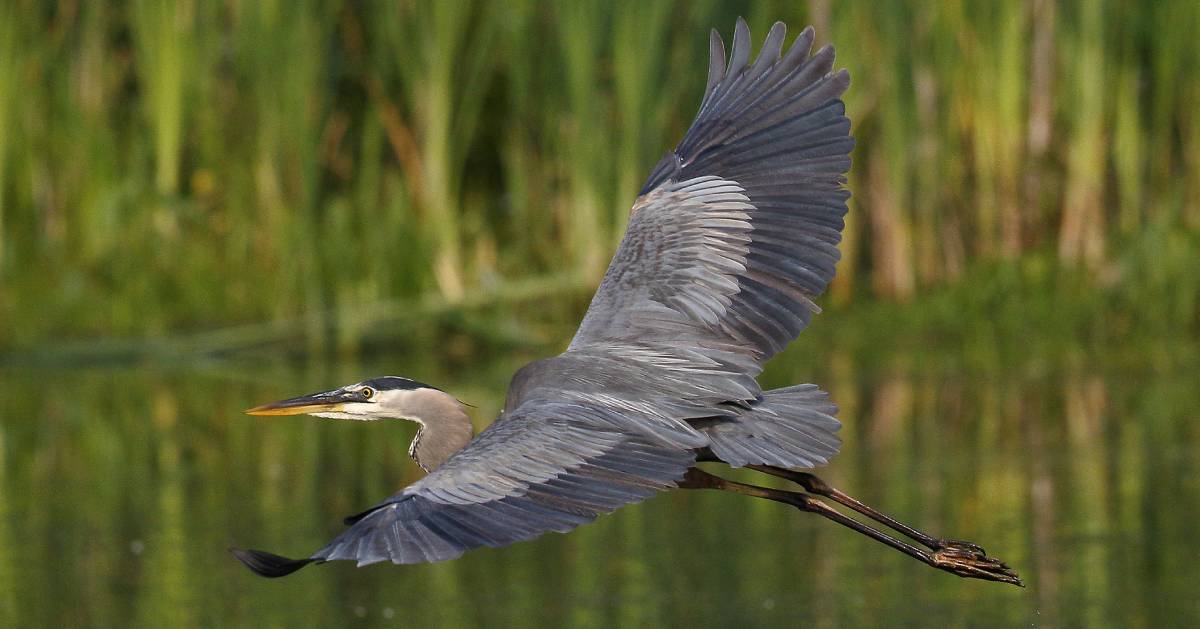 Popular Bird Species in Albany, NY: Where & When to Find Them
